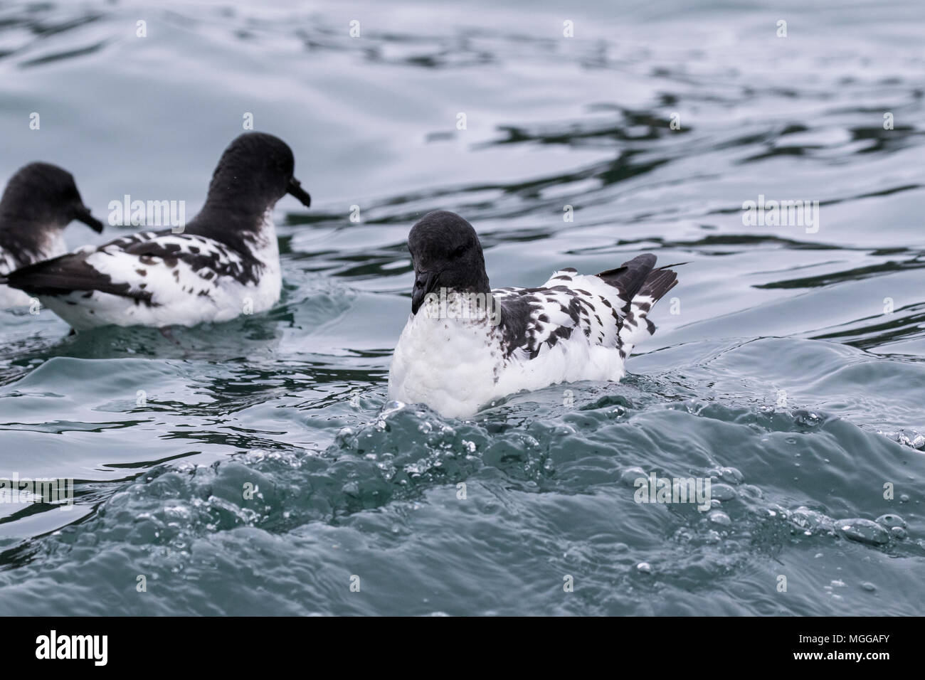 cape petrel or pintado petrel Daption capense swimming in Southern ...