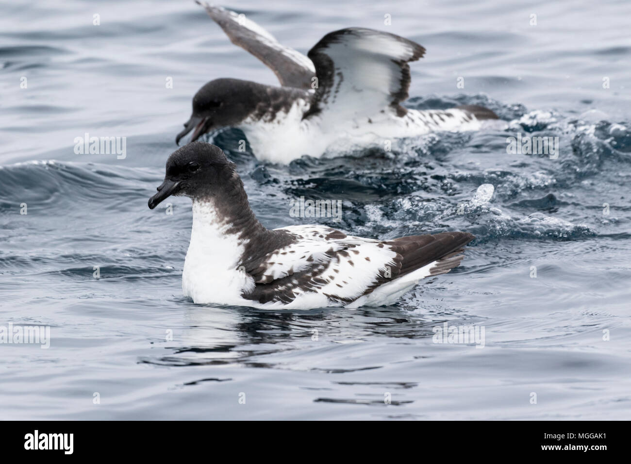 cape petrel or pintado petrel Daption capense swimming in Southern ...