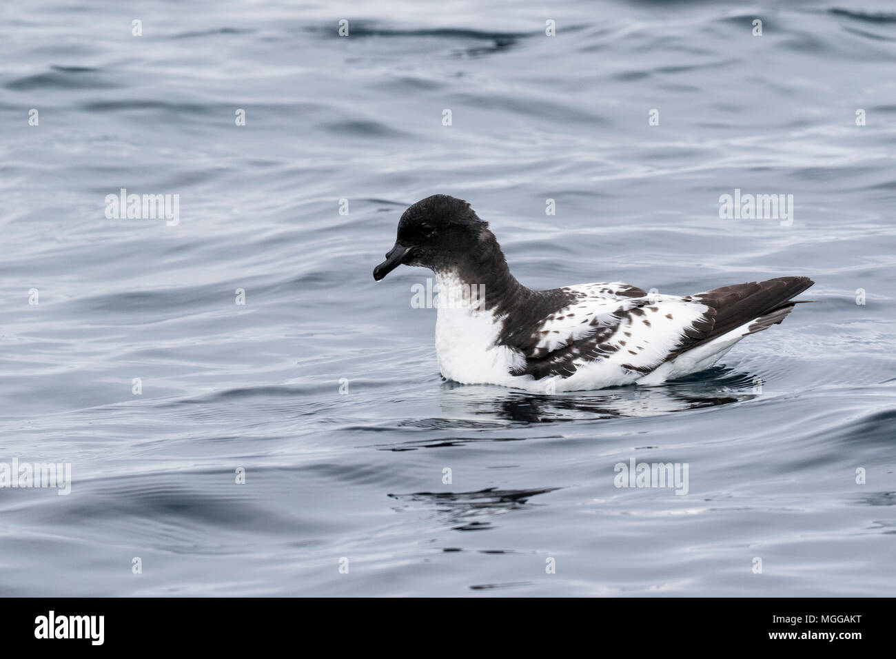cape petrel or pintado petrel Daption capense swimming in Southern ...
