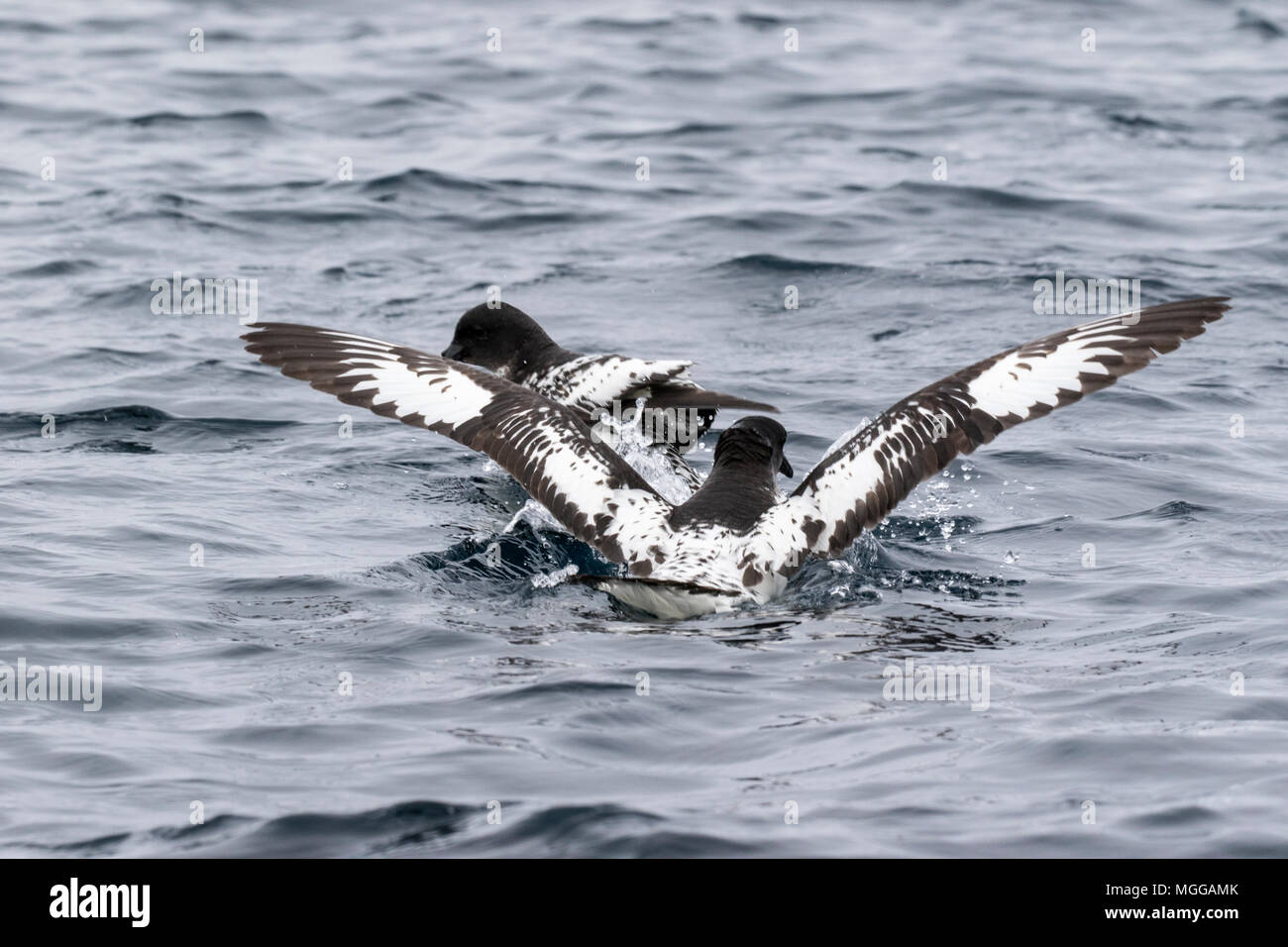 cape petrel or pintado petrel Daption capense swimming in Southern ...