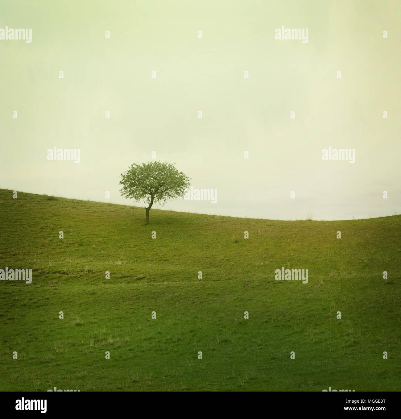 alone tree on meadow Stock Photo - Alamy