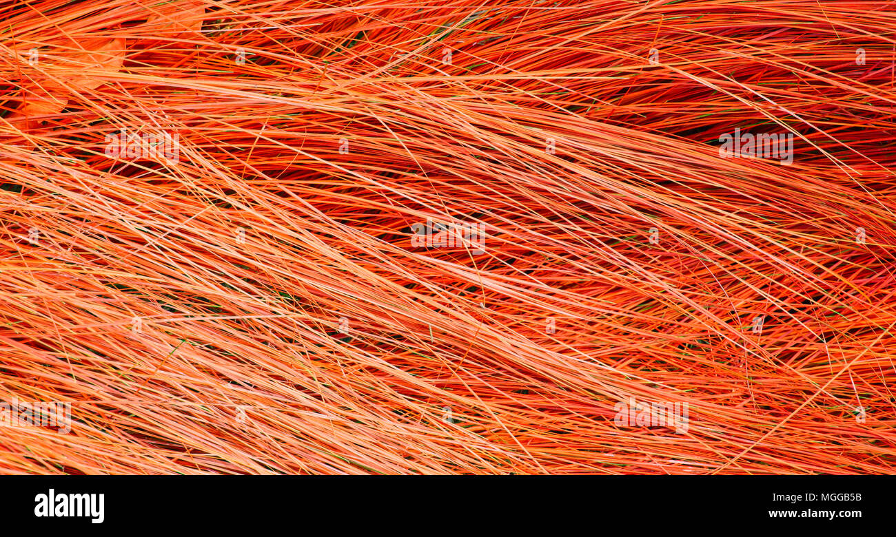 abstract red hay grass nature background Stock Photo - Alamy