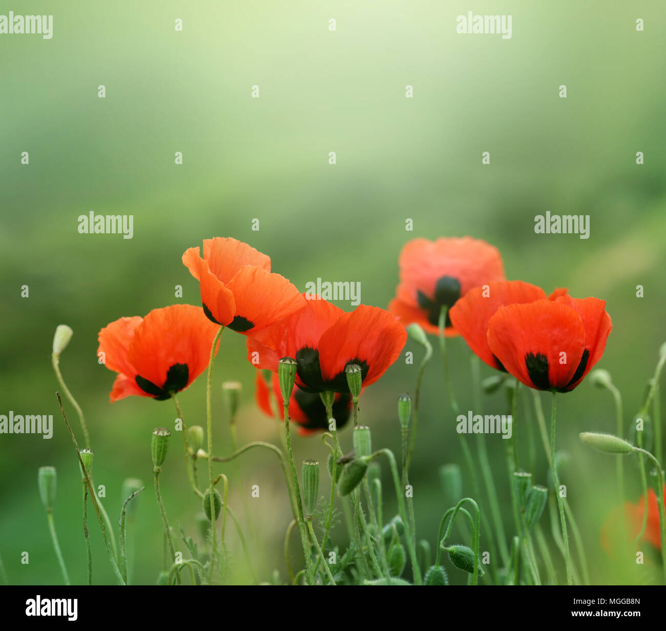 Red poppy flower with grass hi-res stock photography and images - Alamy