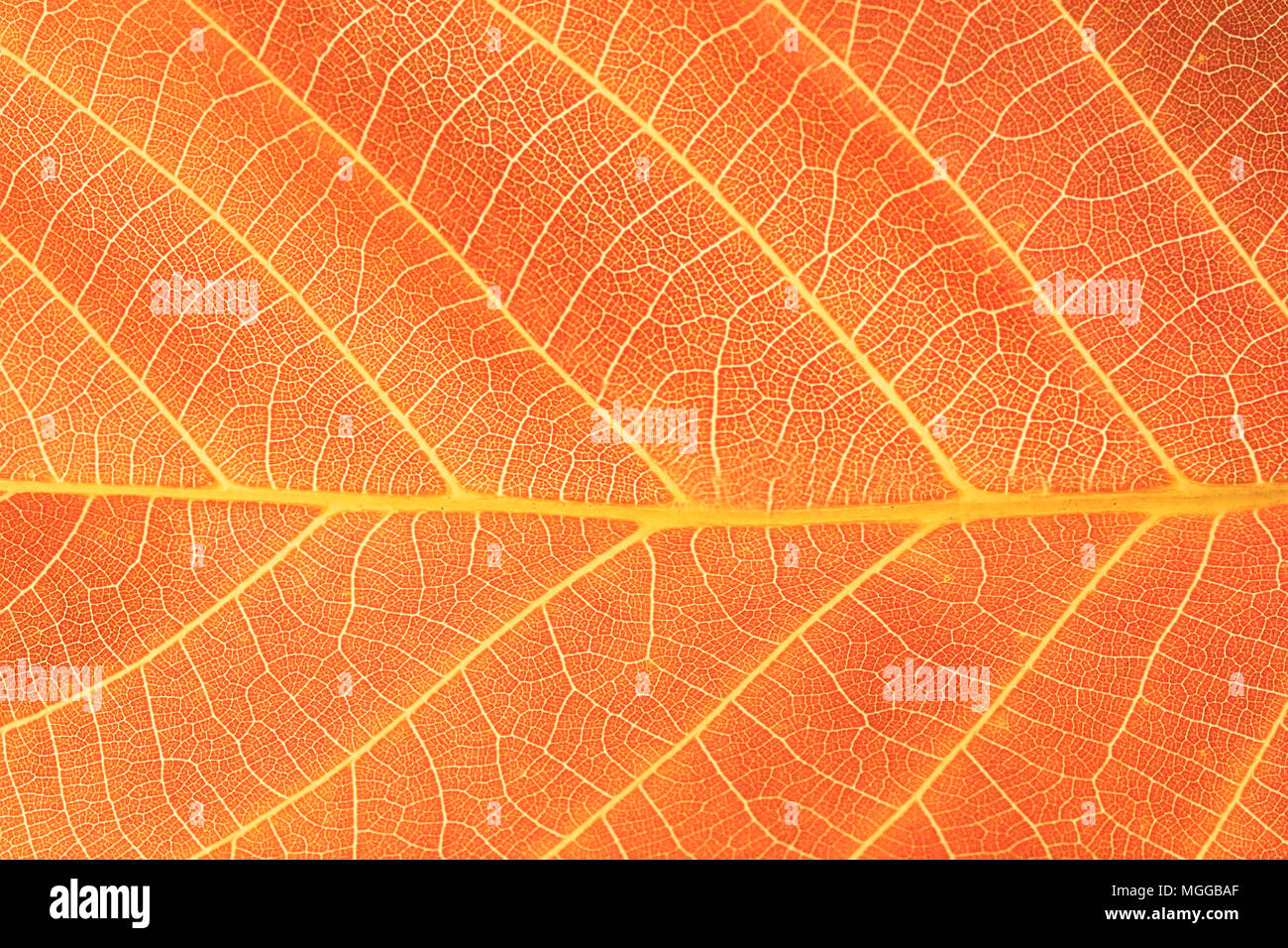 autumn leaf background Stock Photo - Alamy