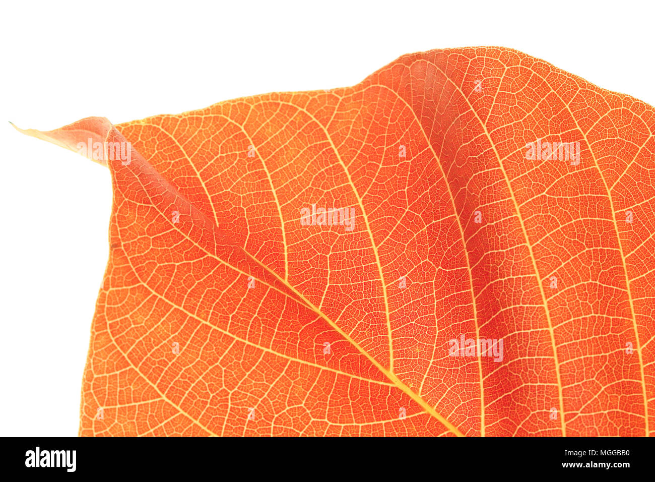 autumn leaf isolated Stock Photo - Alamy