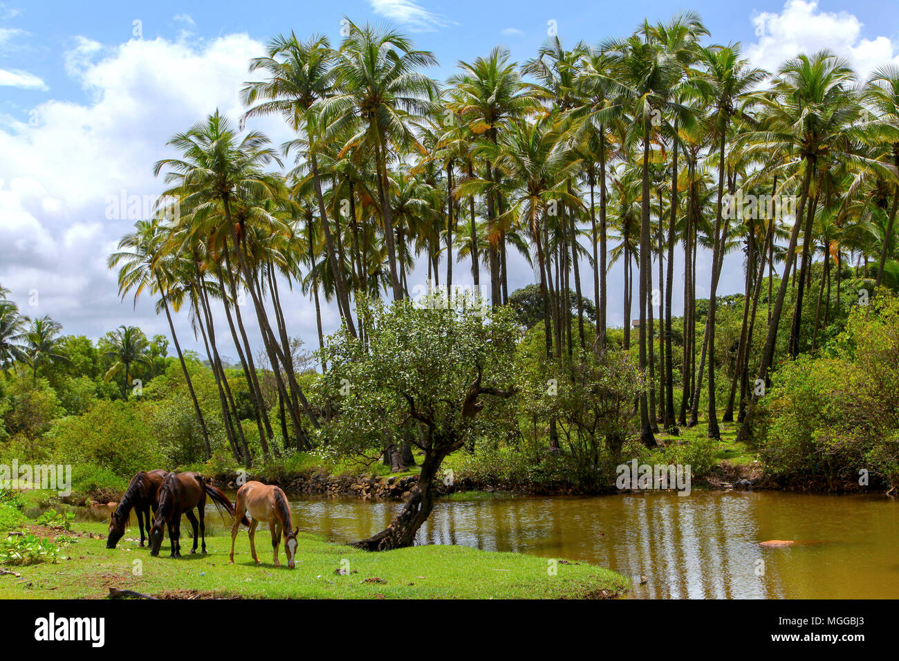 Photo agonda beach hi-res stock photography and images - Alamy