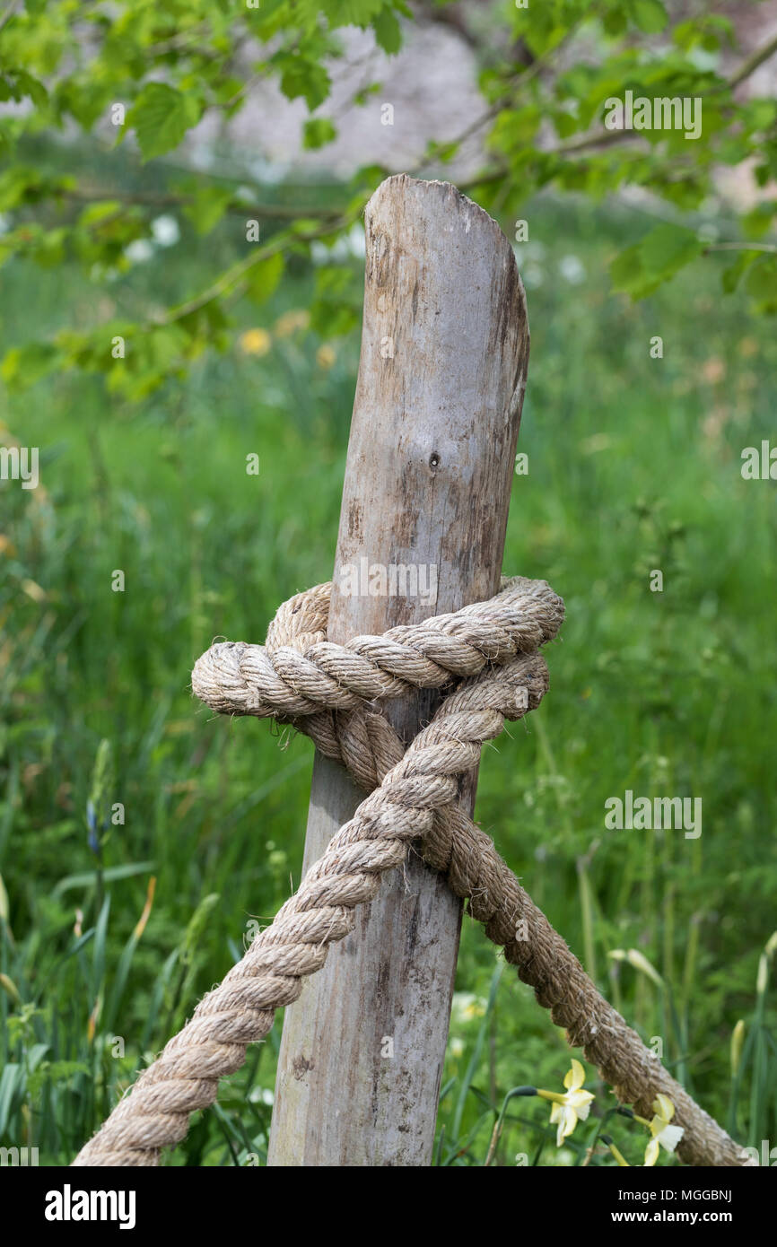Tied To Stake High Resolution Stock Photography and Images - Alamy