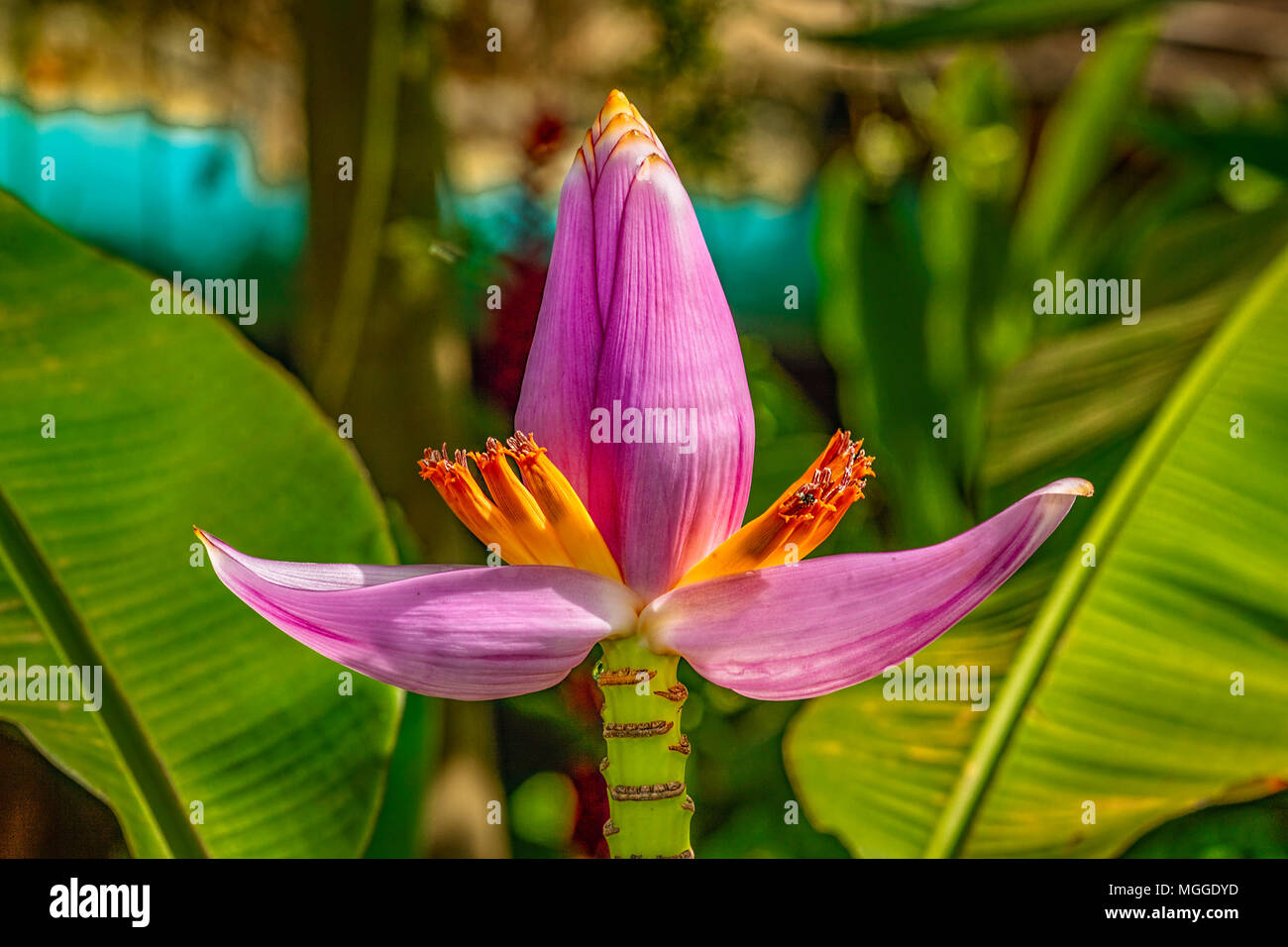 Purple bracts of a banana flower, Musa, open to reveal golden orange ...