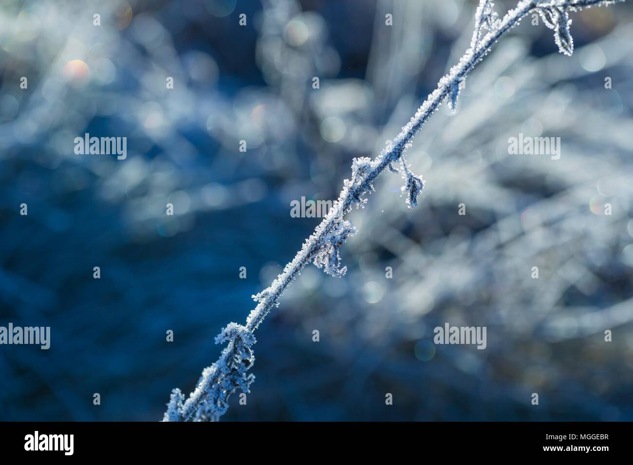 Close up of plants with frost. Natural macro background Stock Photo - Alamy