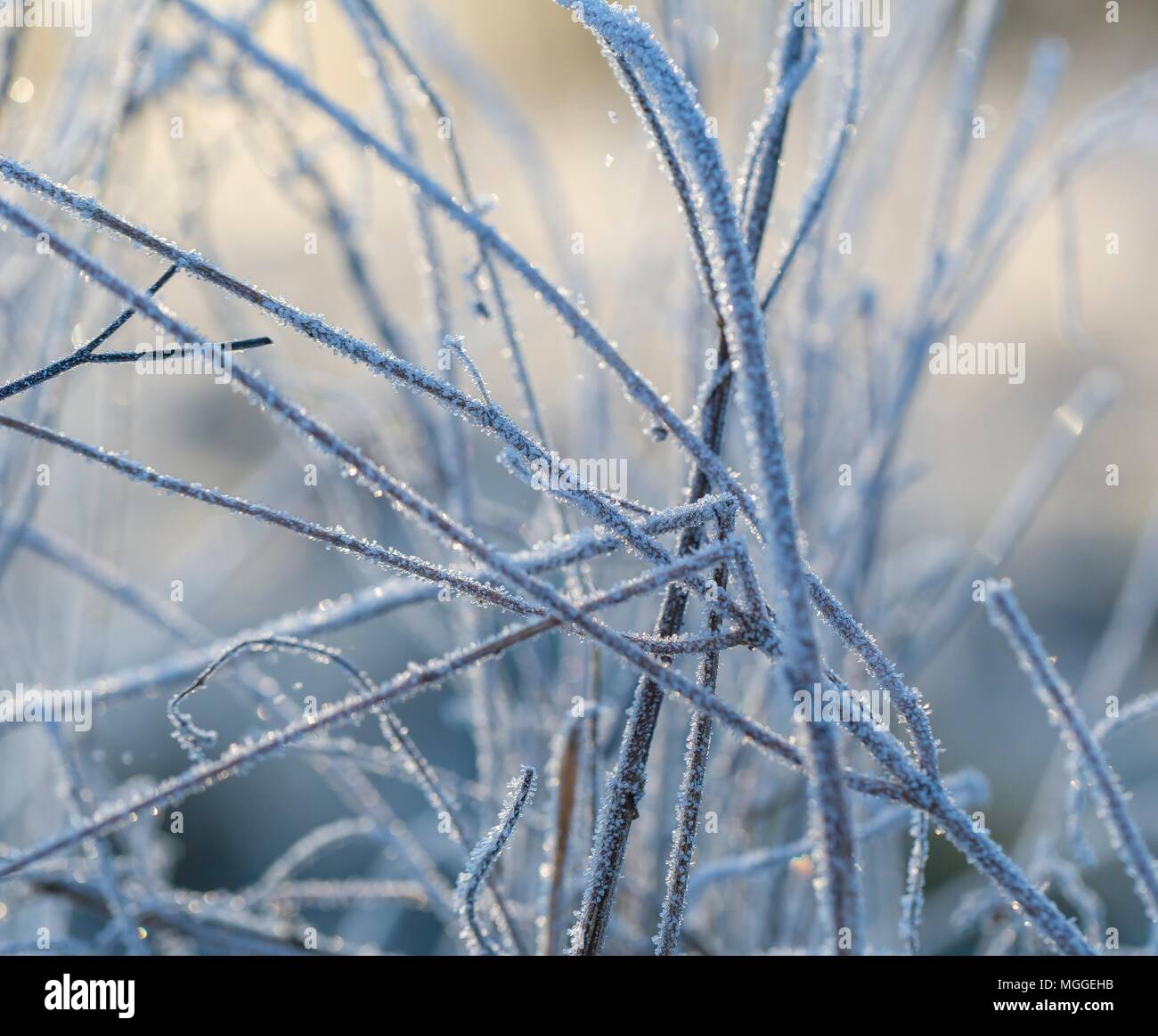Close up of plants with frost. Natural macro background Stock Photo - Alamy