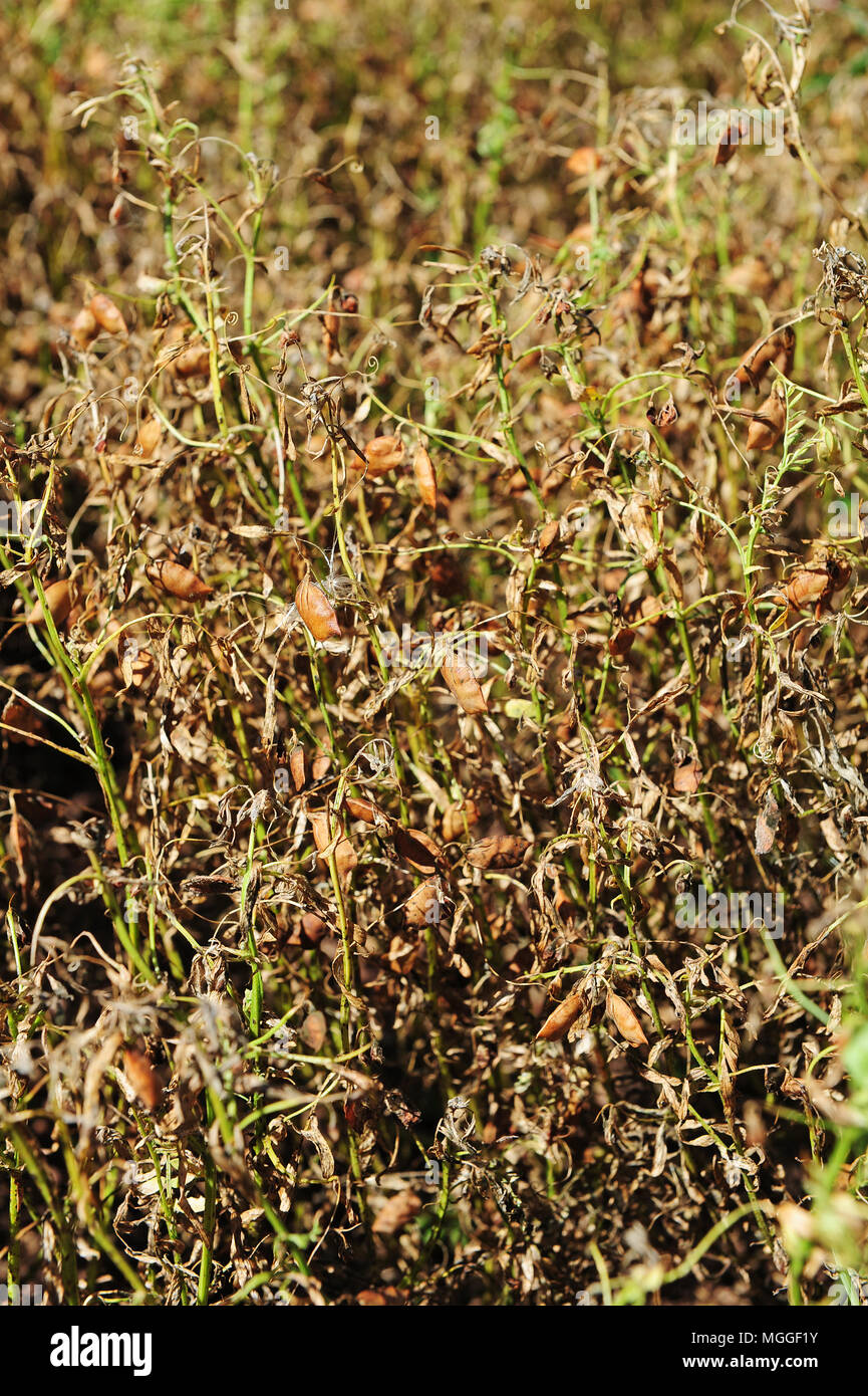 Lentil field hi-res stock photography and images - Alamy