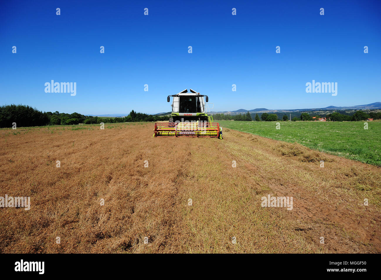 Lentil farm france hi-res stock photography and images - Alamy