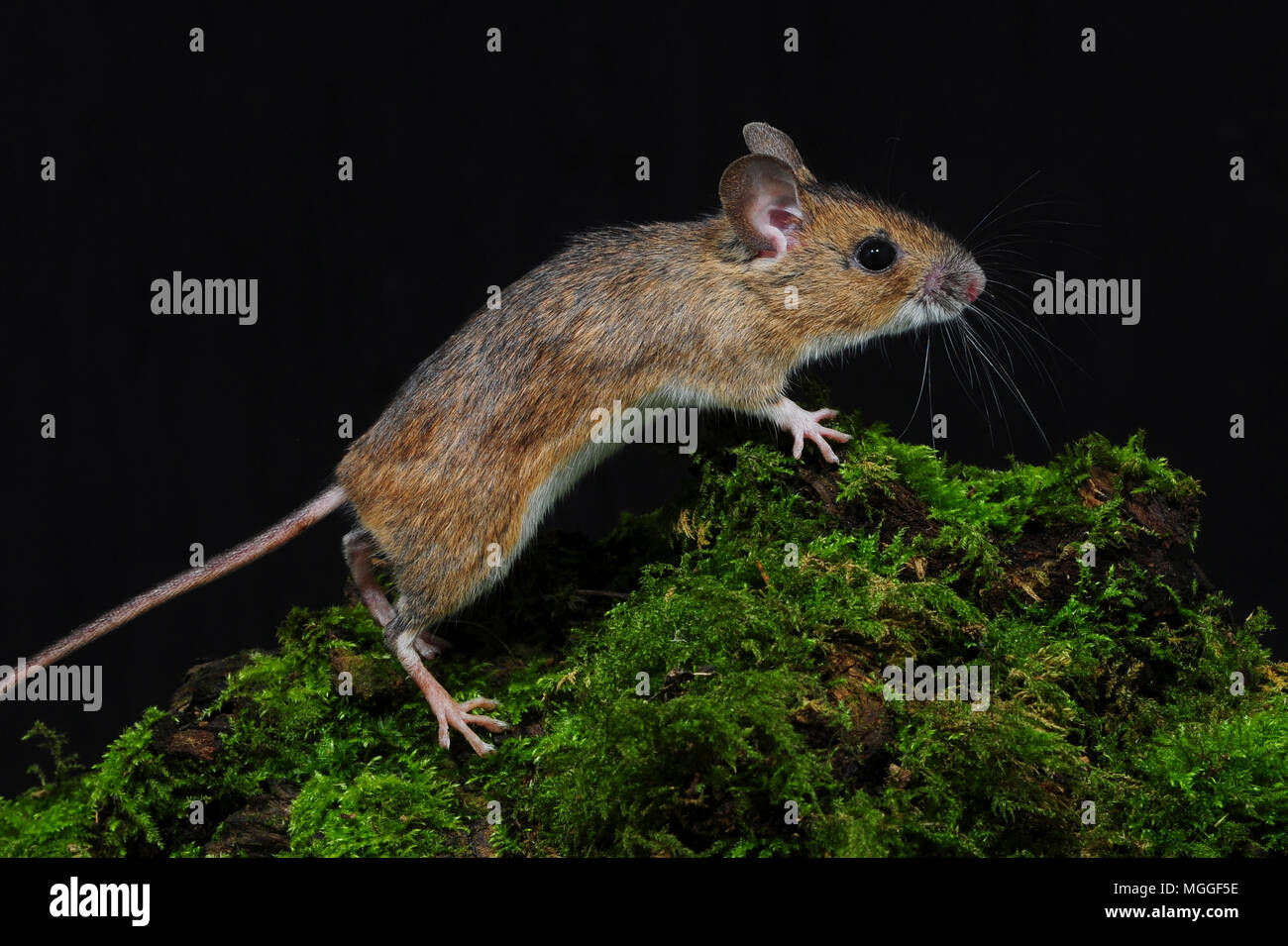 Adult wood mouse on moss Stock Photo - Alamy