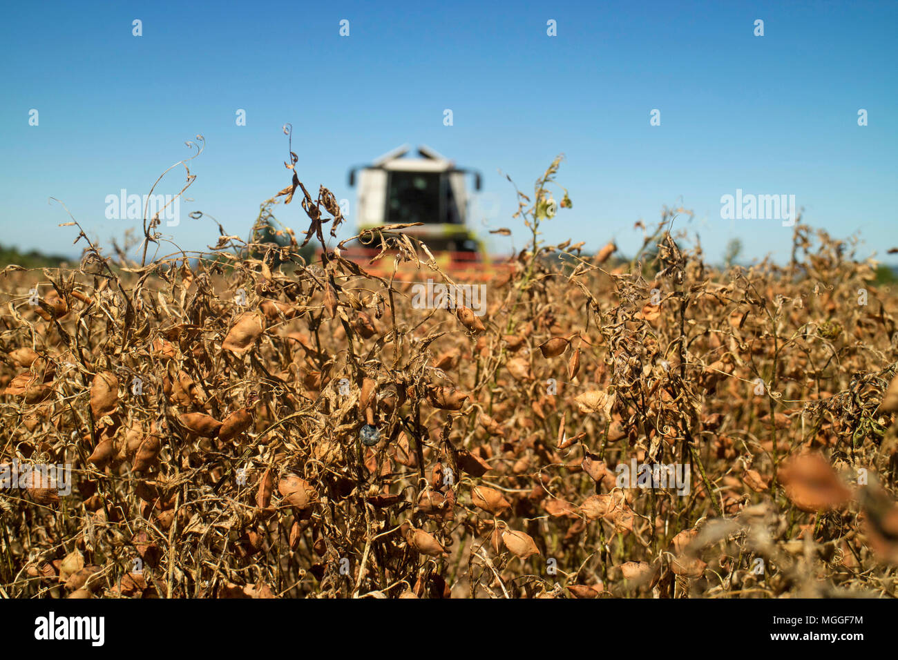 Lentil farm france hi-res stock photography and images - Alamy