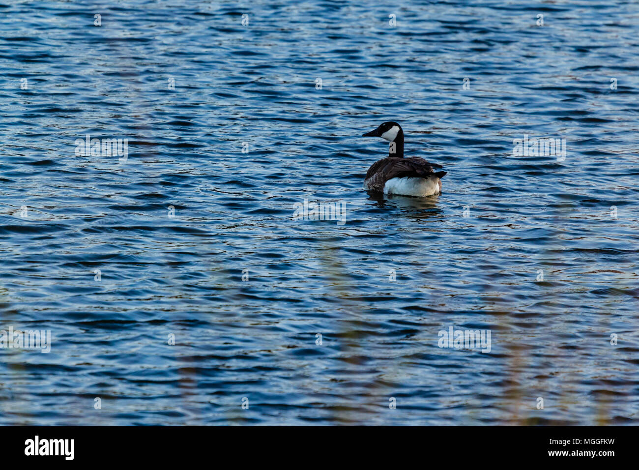 Float swimming bird hi-res stock photography and images - Alamy