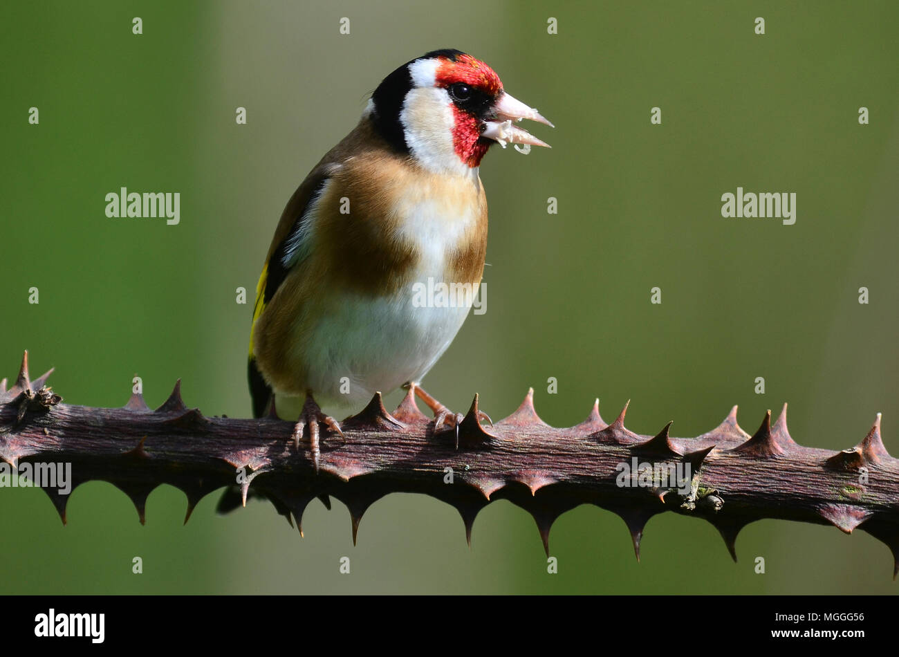 Adult goldfinch perched Stock Photo - Alamy
