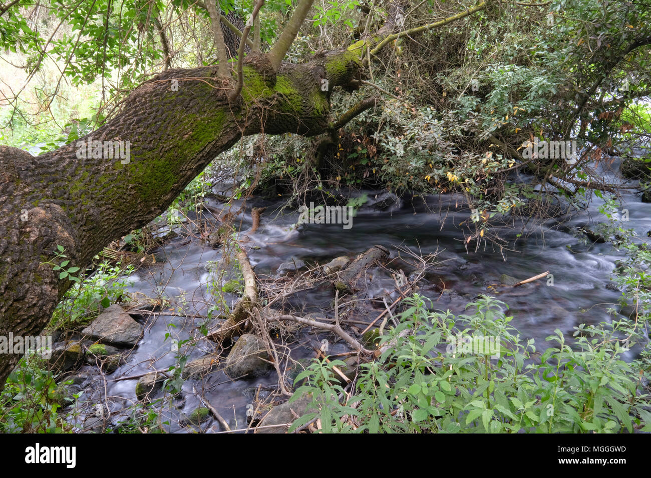 Tree creak hi-res stock photography and images - Alamy