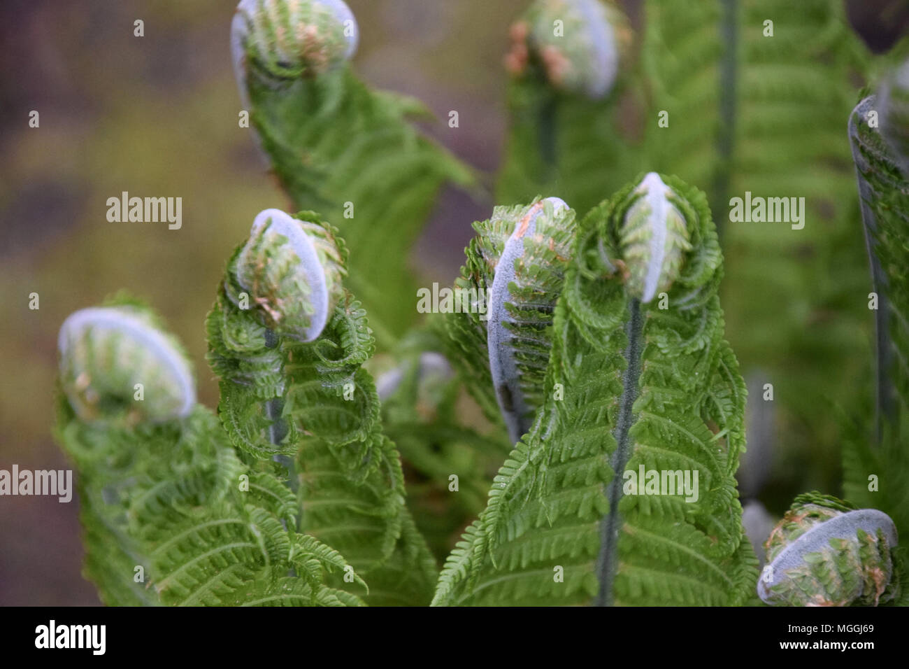 Ostrich fern fiddleheads hi-res stock photography and images - Alamy Ostrich fern fiddleheads hi-res stock photography and images - Alamy