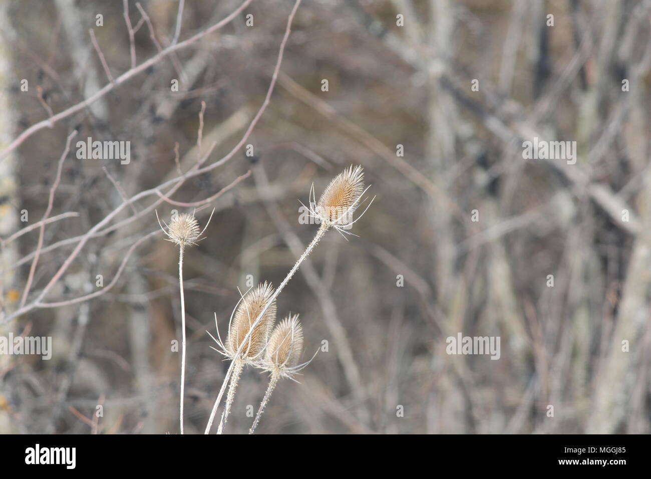 Common Teasel (Dipsacus), in its winter state, dieback displaying dead ...
