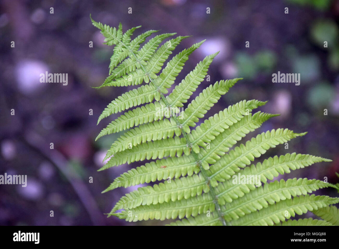 leaf of a fiddlehead fern in springtime Stock Photo - Alamy