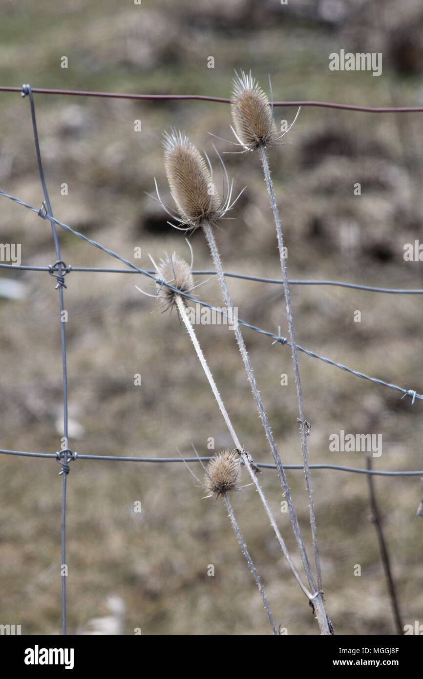 Common Teasel (Dipsacus), in its winter state, dieback displaying dead ...
