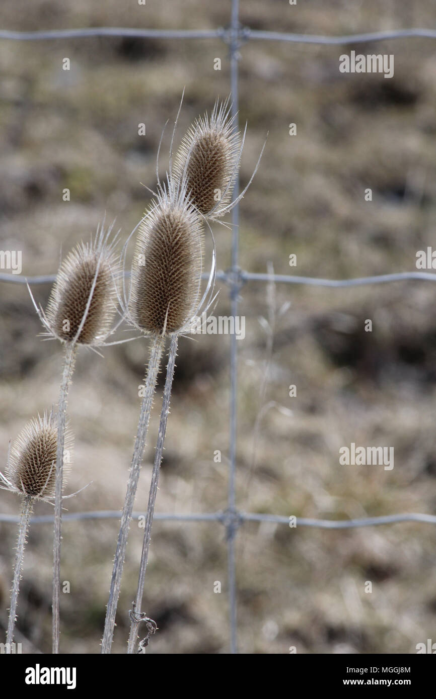 Common Teasel (Dipsacus), in its winter state, dieback displaying dead ...