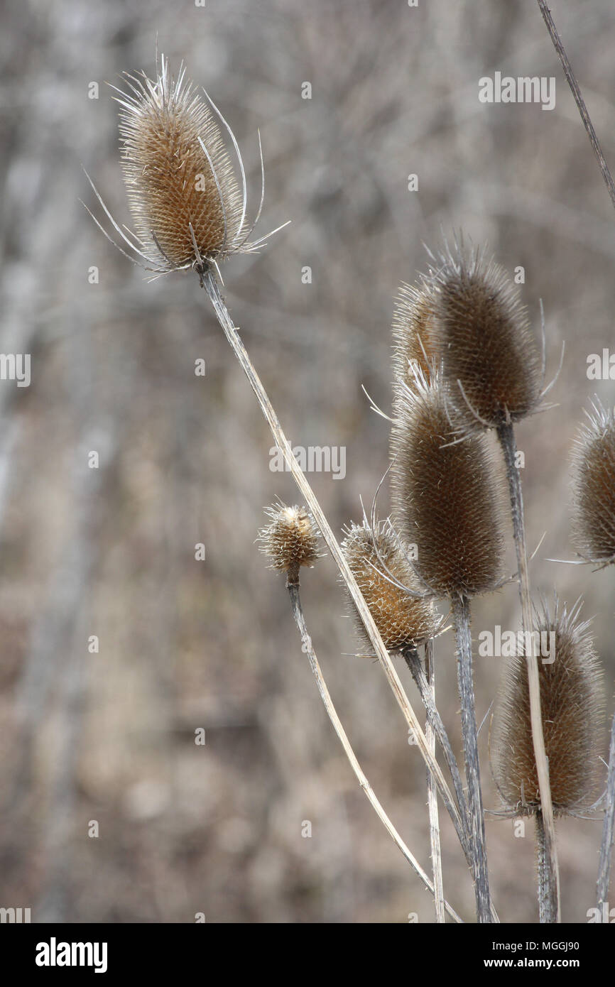 Common Teasel (Dipsacus), in its winter state, dieback displaying dead ...