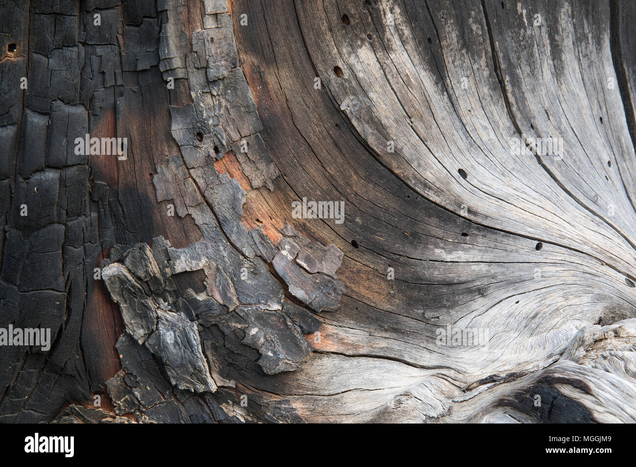 A close up photograph of a burnt pine tree, showing the effects of the ...