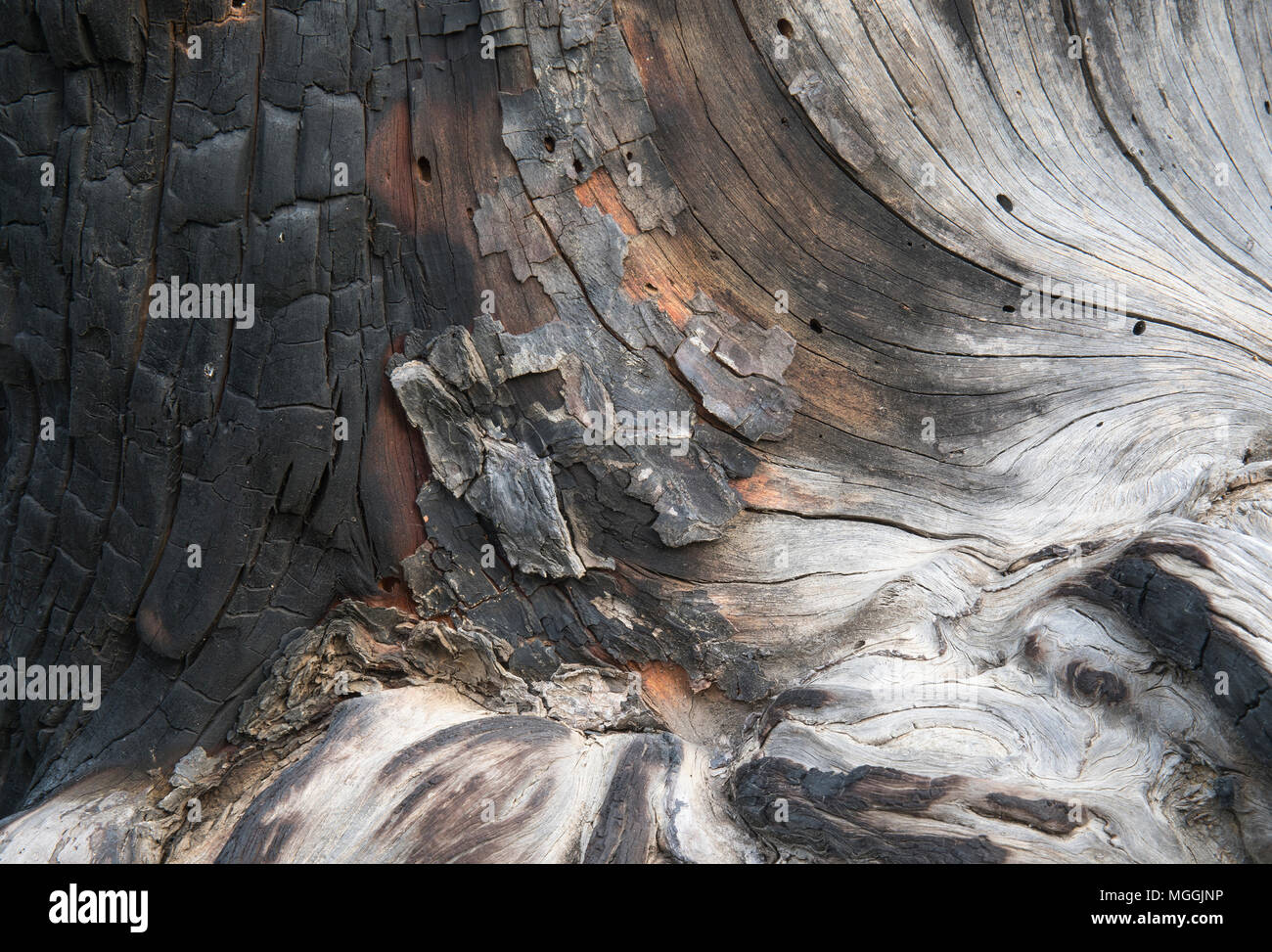A close up photograph of a burnt pine tree, showing the effect of fire ...