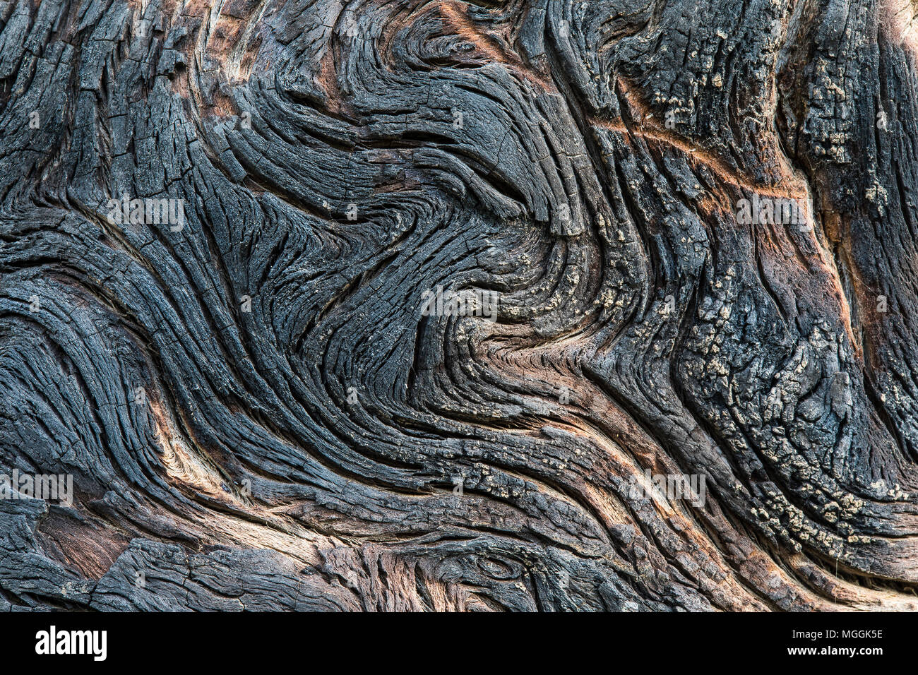 A close up photograph of the burnt bark of a pine tree, showing the ...