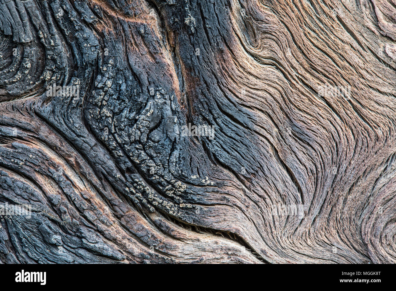 A close up photograph of the bark of a burnt pine tree, showing the ...