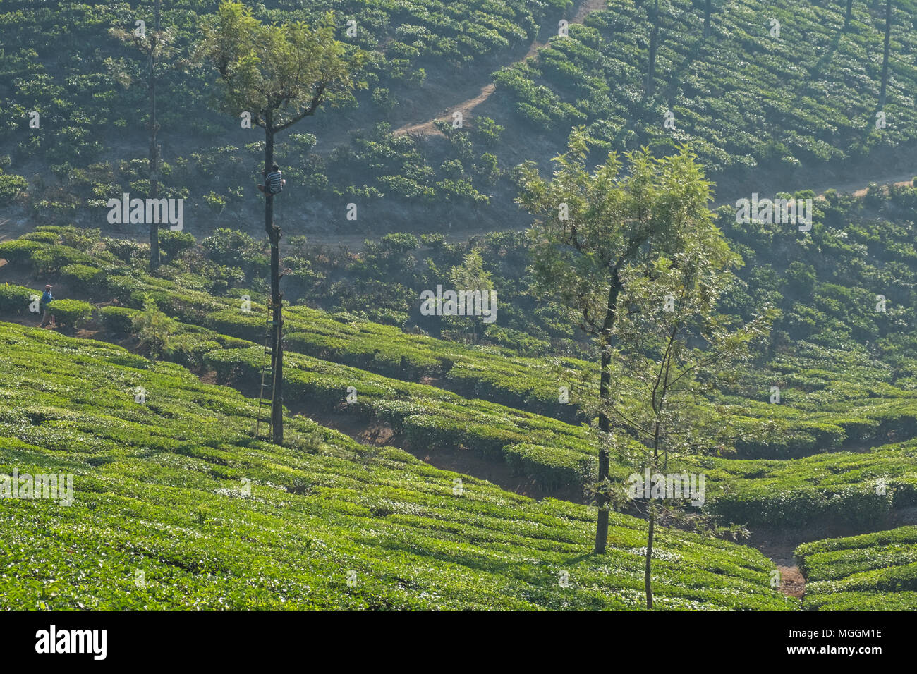 Valparai, India - March 7, 2018: A tea estate worker doing pruning work ...
