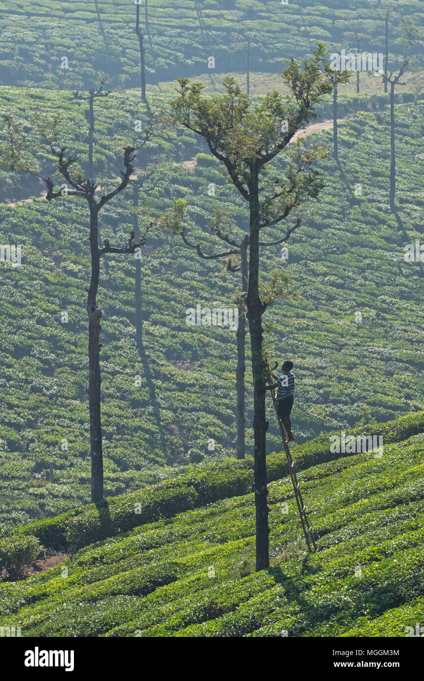 Valparai, India - March 7, 2018: A tea estate worker doing pruning work ...
