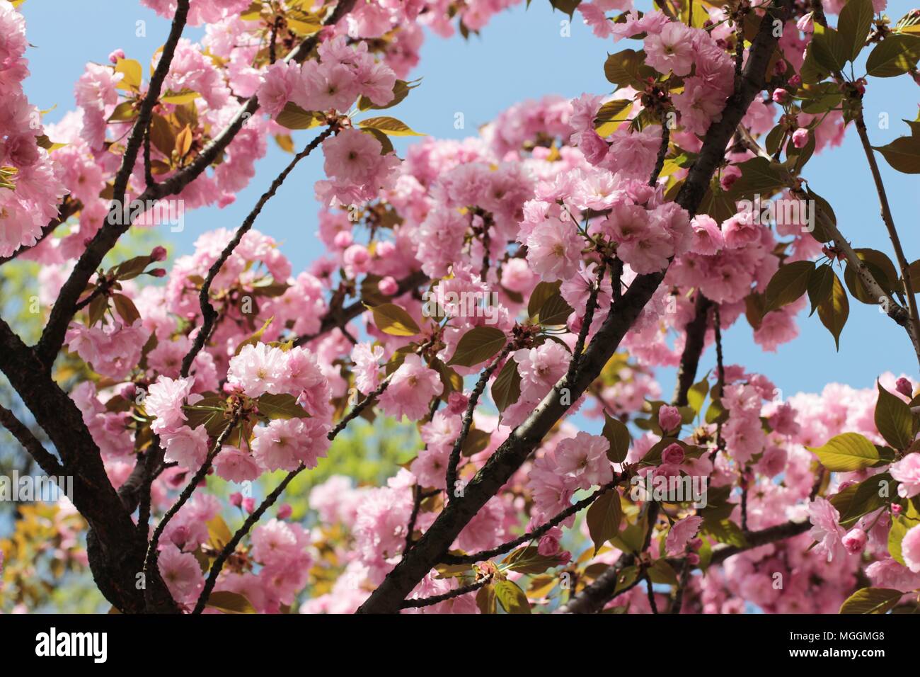 Pink flowers of japanese cherry tree Stock Photo - Alamy