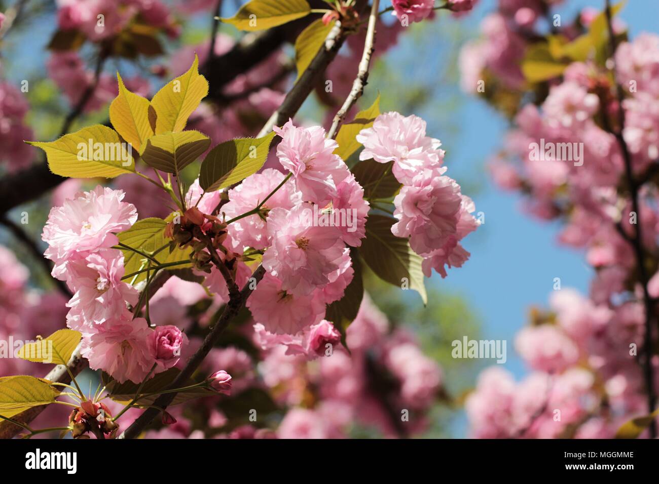 Attractive cherry tree hi-res stock photography and images - Alamy