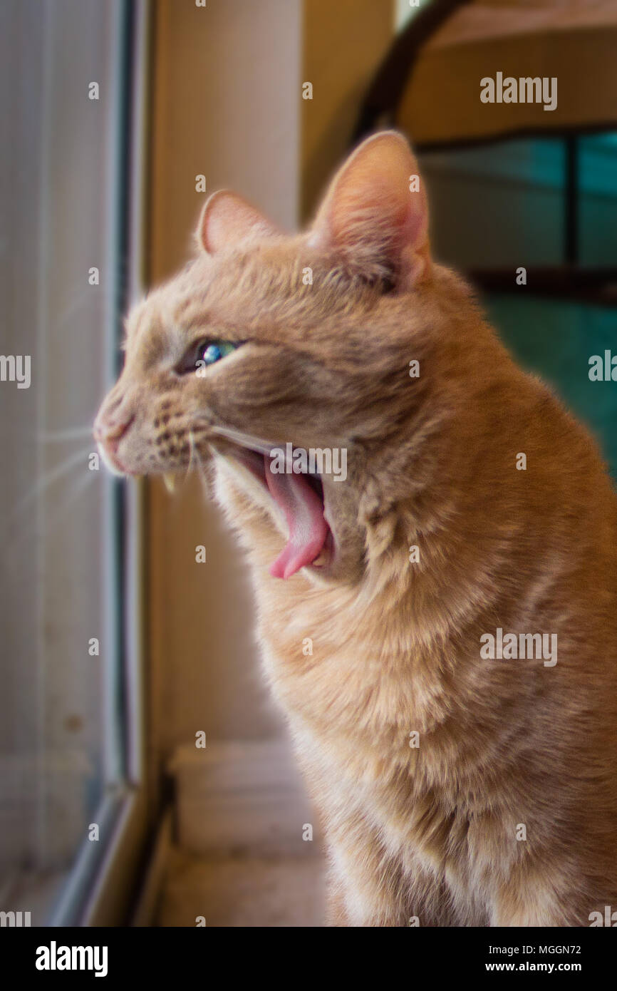 Cat scream hi-res stock photography and images - Alamy