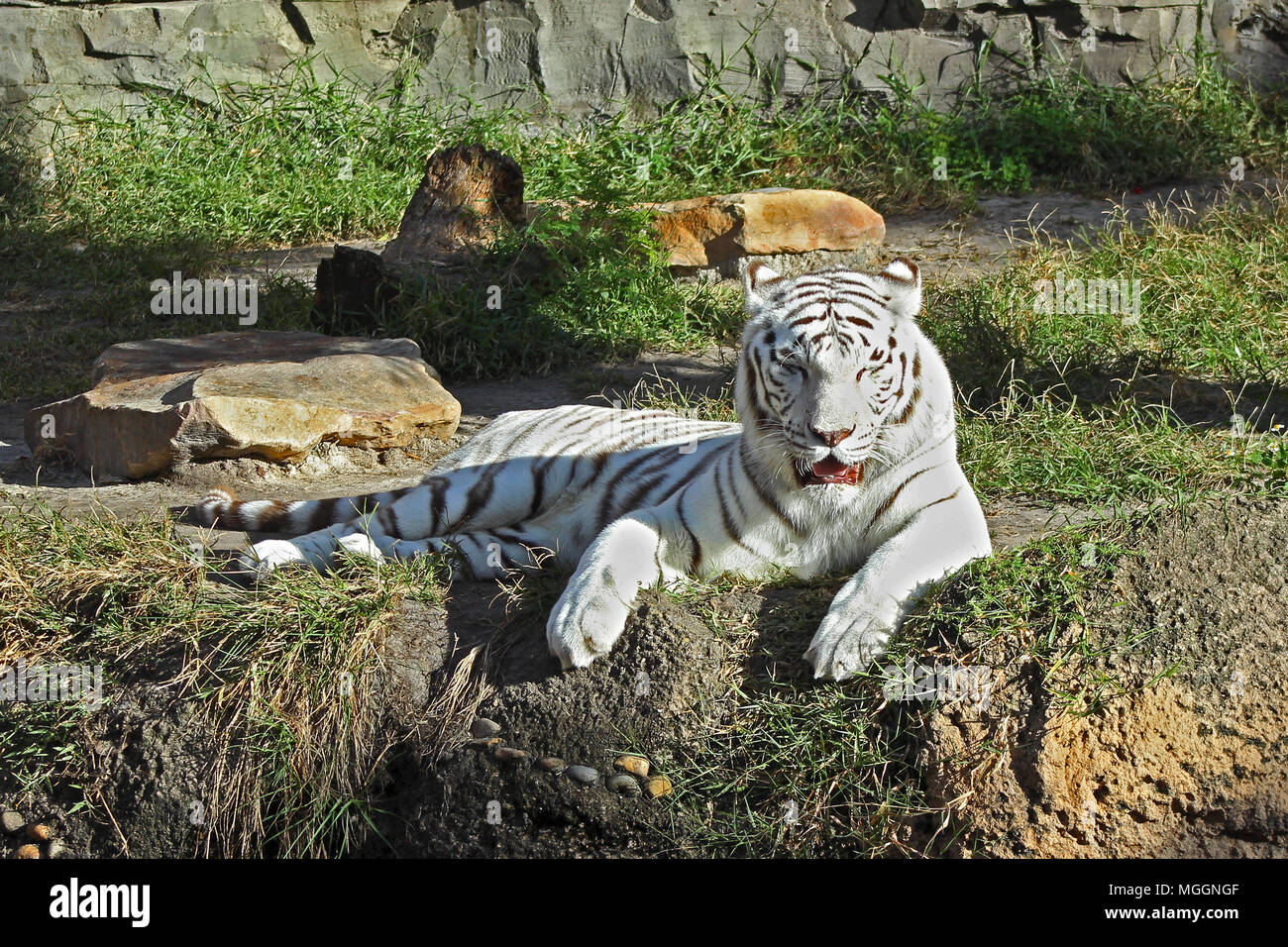 Busch gardens tiger hi-res stock photography and images - Alamy