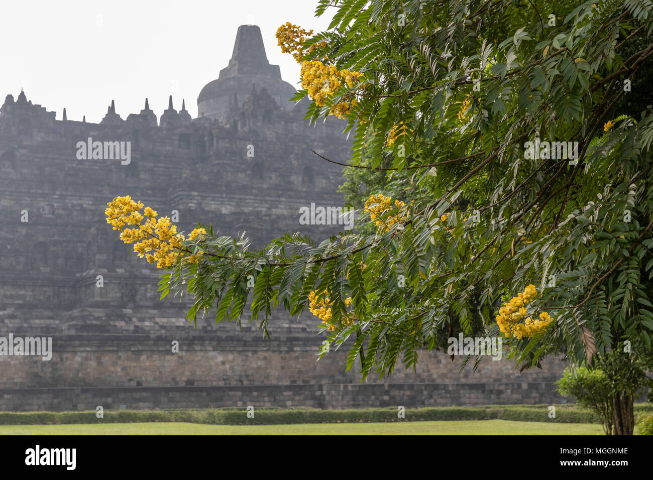 Mimosa tree and Borobudur Buddhist Temple, Java, Indonesia Stock Photo ...