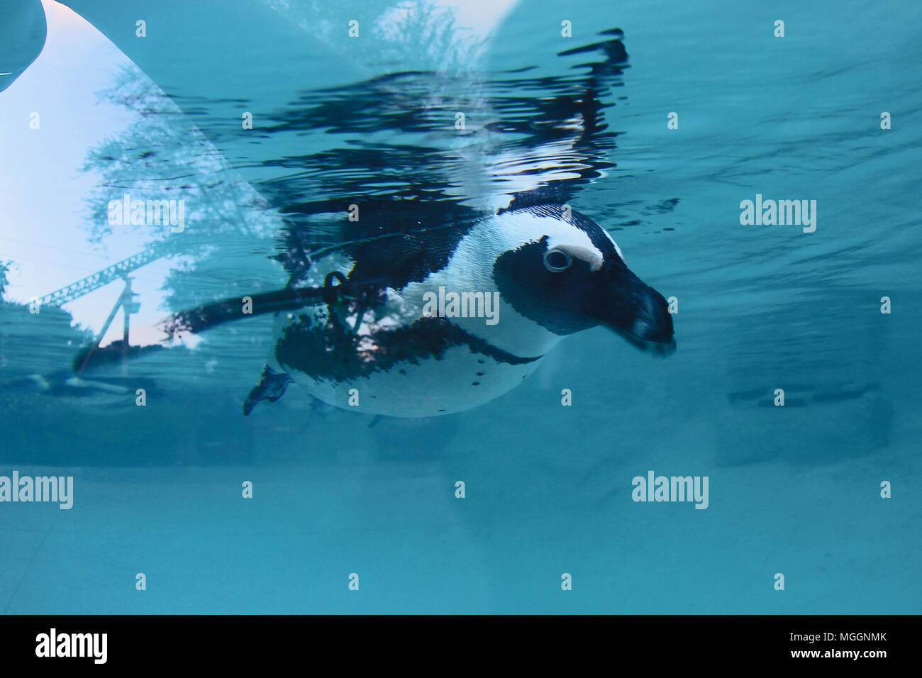 Penguin swimming hi-res stock photography and images - Alamy