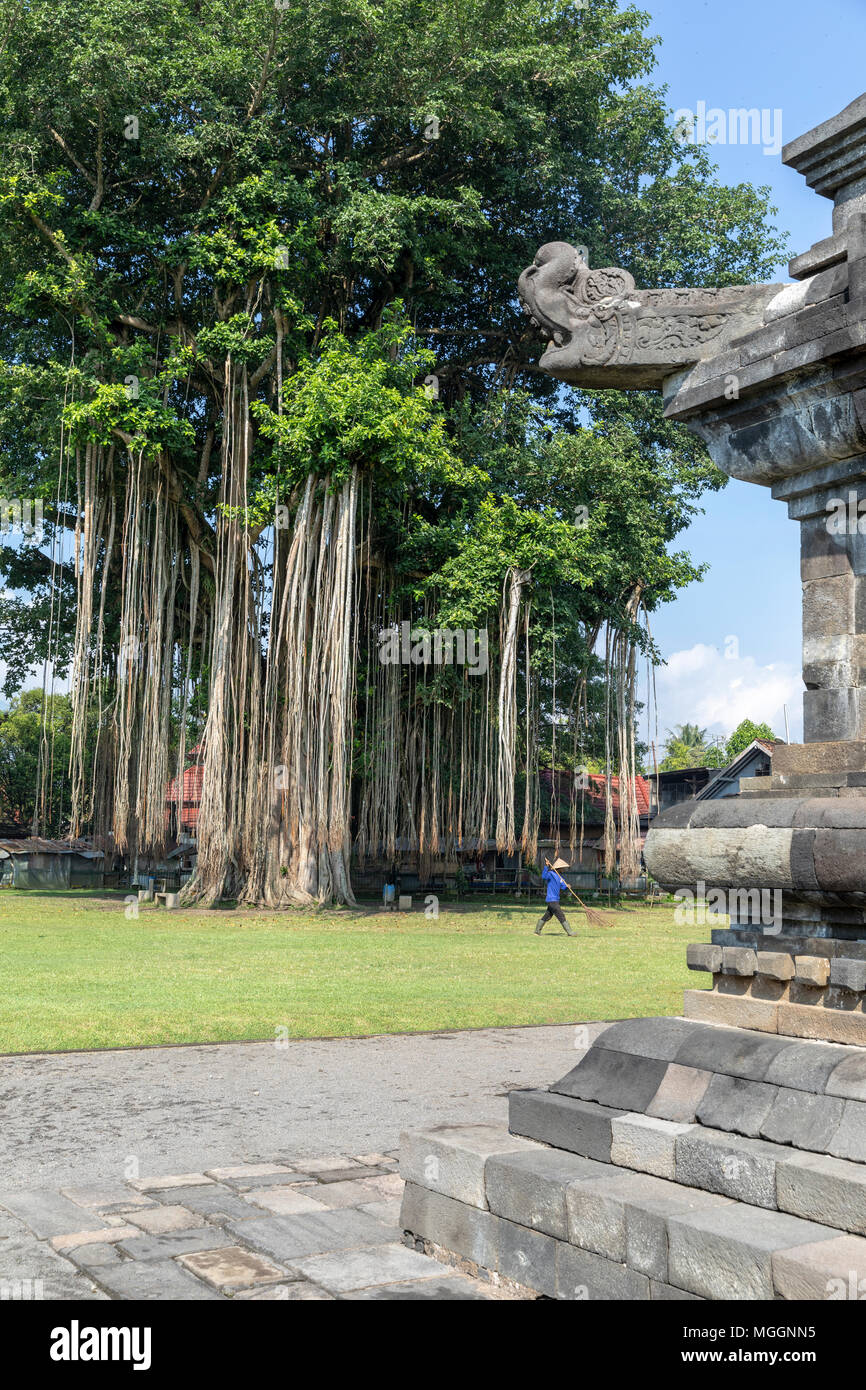 Banyan tree temple hi-res stock photography and images - Alamy