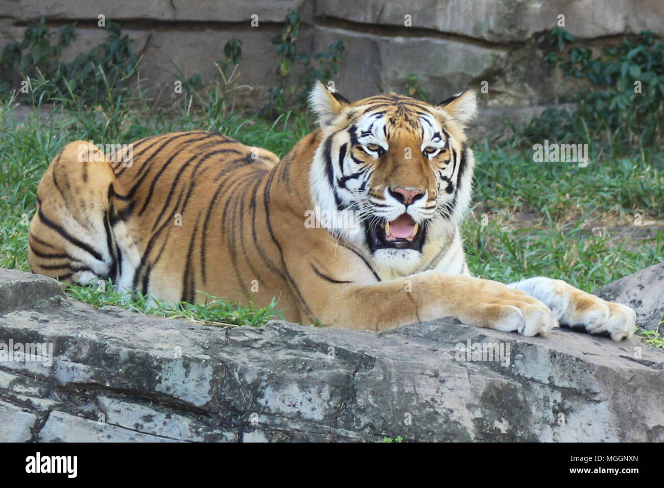 Busch gardens tiger hi-res stock photography and images - Alamy