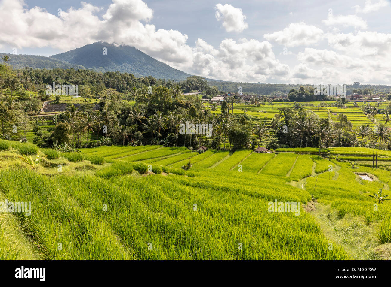 Terraced rice paddies hi-res stock photography and images - Alamy