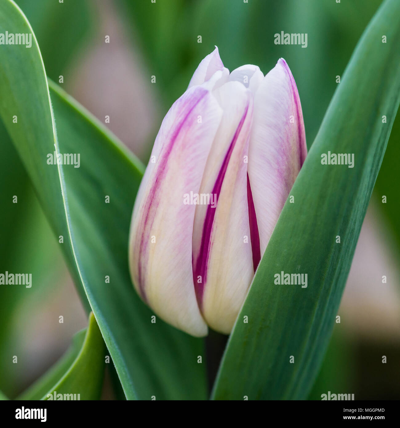 Tulip flaming flag hi-res stock photography and images - Alamy