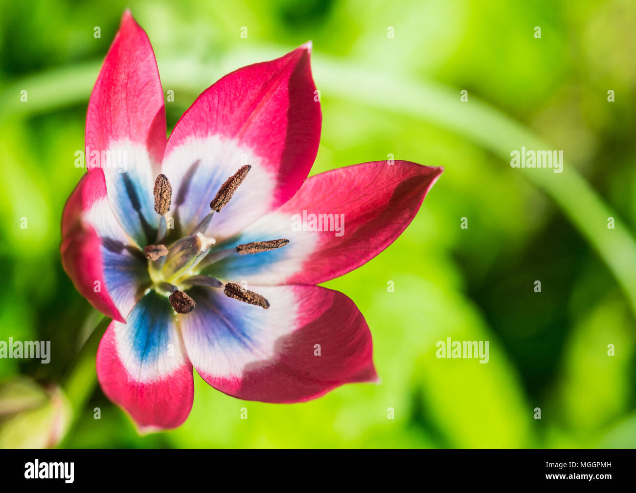 Dwarf variety tulip hi-res stock photography and images - Alamy