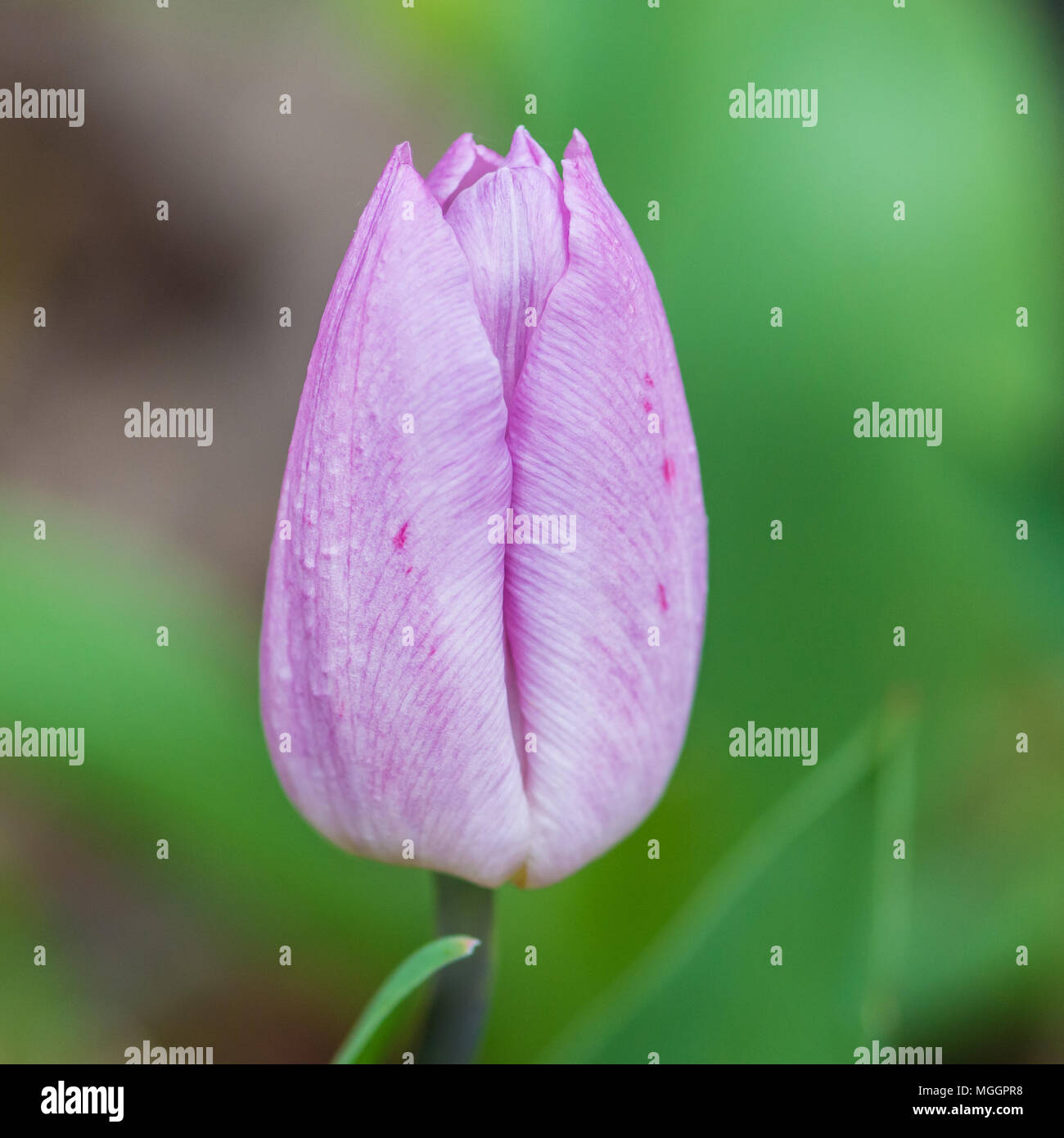 Prince flower hi-res stock photography and images - Alamy