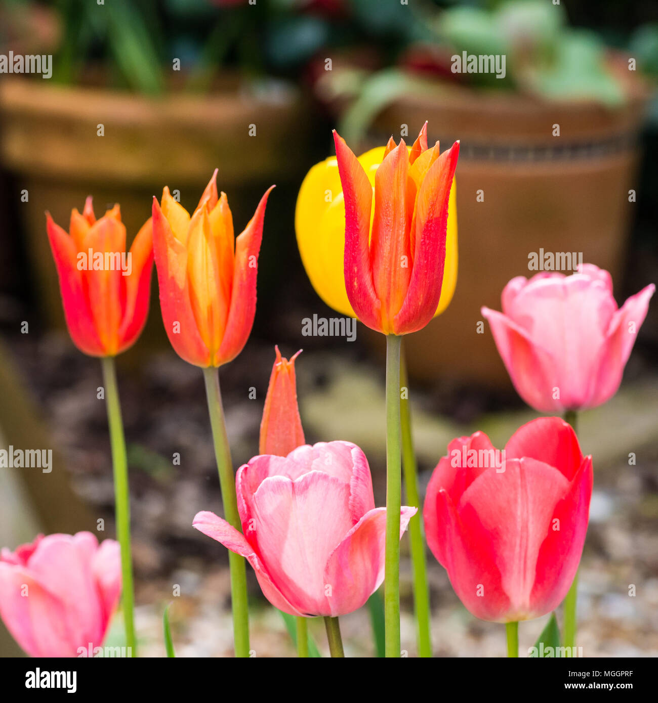 Tulip blooms hi-res stock photography and images - Alamy