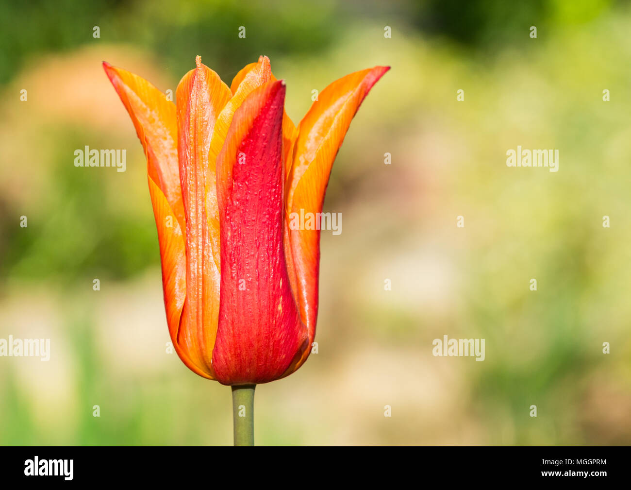 Tulipa ballerina flower hi-res stock photography and images - Alamy