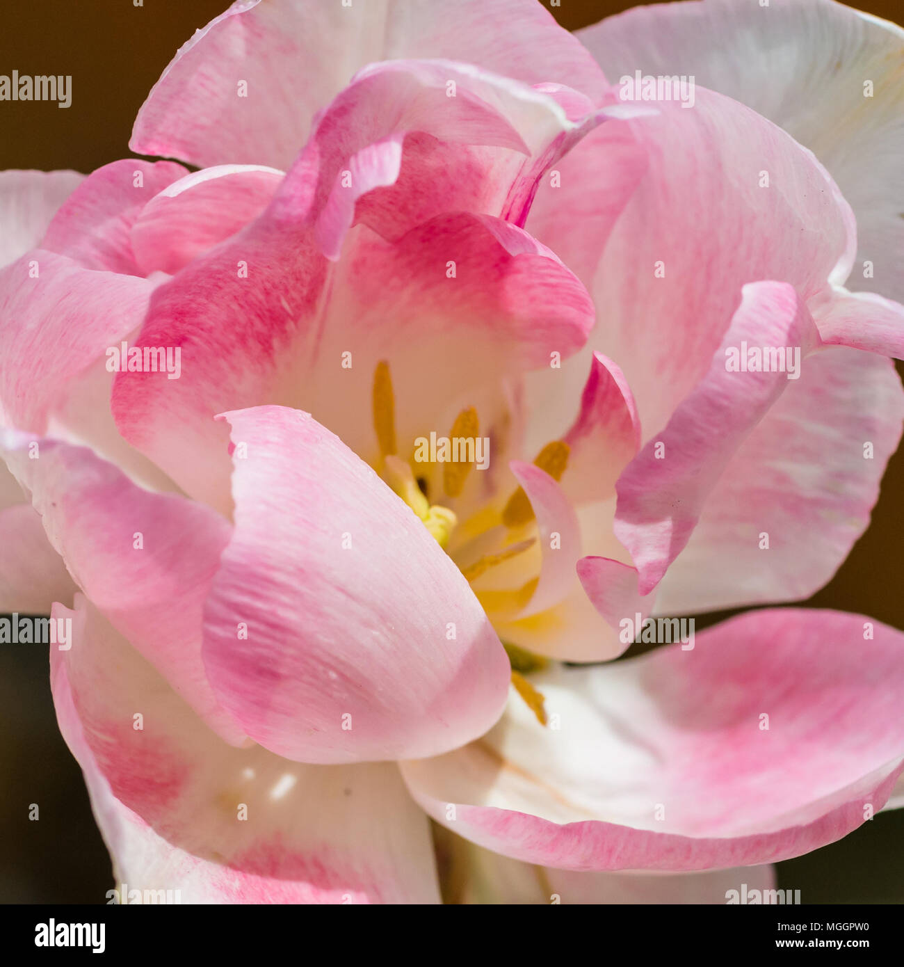 A macro shot of a pretty pink tulip angelique bloom Stock Photo - Alamy