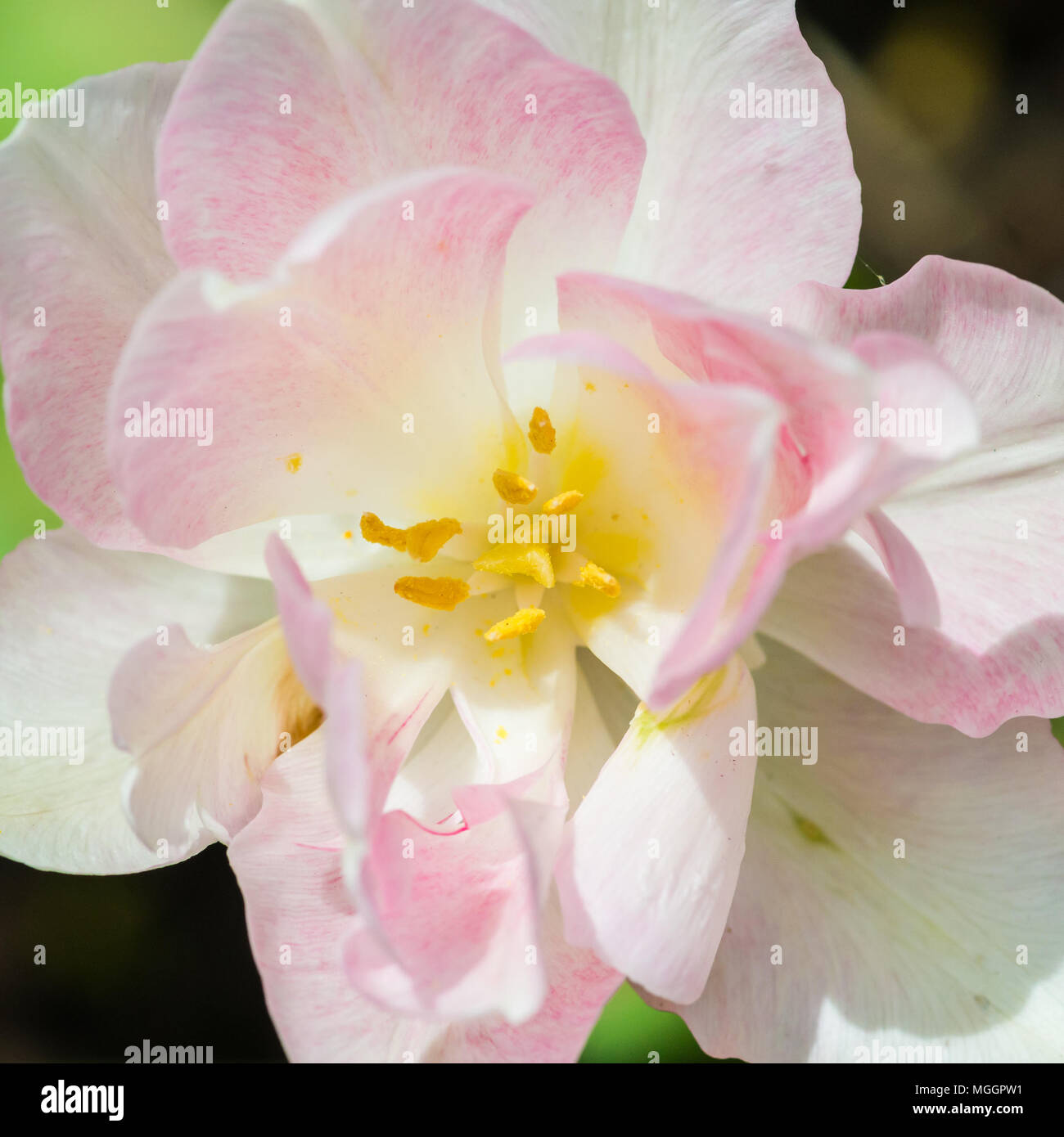A macro shot of a pretty pink tulip angelique bloom Stock Photo - Alamy