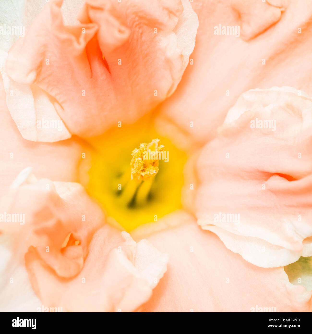 Daffodil corona hi-res stock photography and images - Alamy